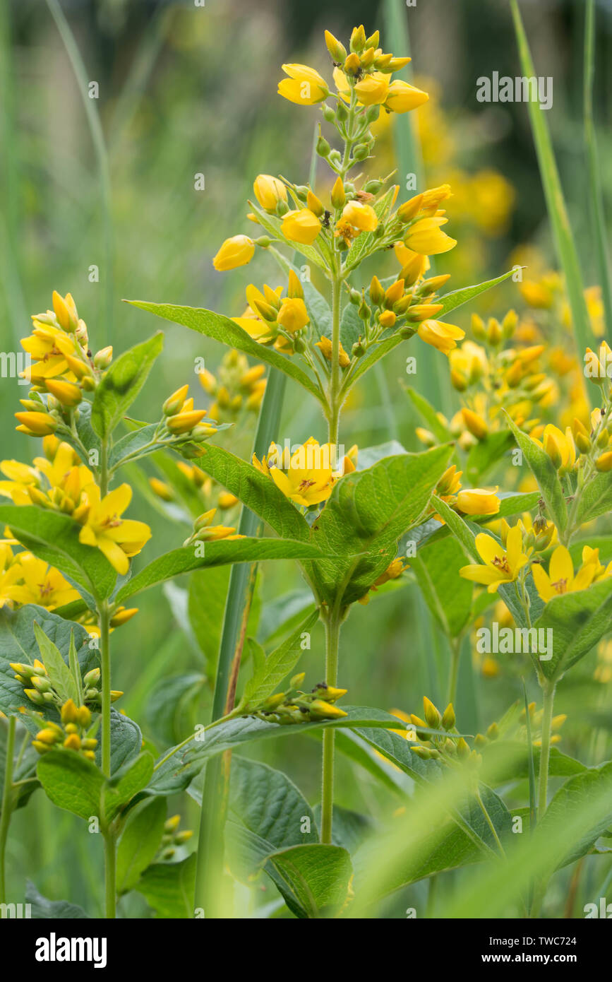 Garden loosestrife hi-res stock photography and images - Alamy