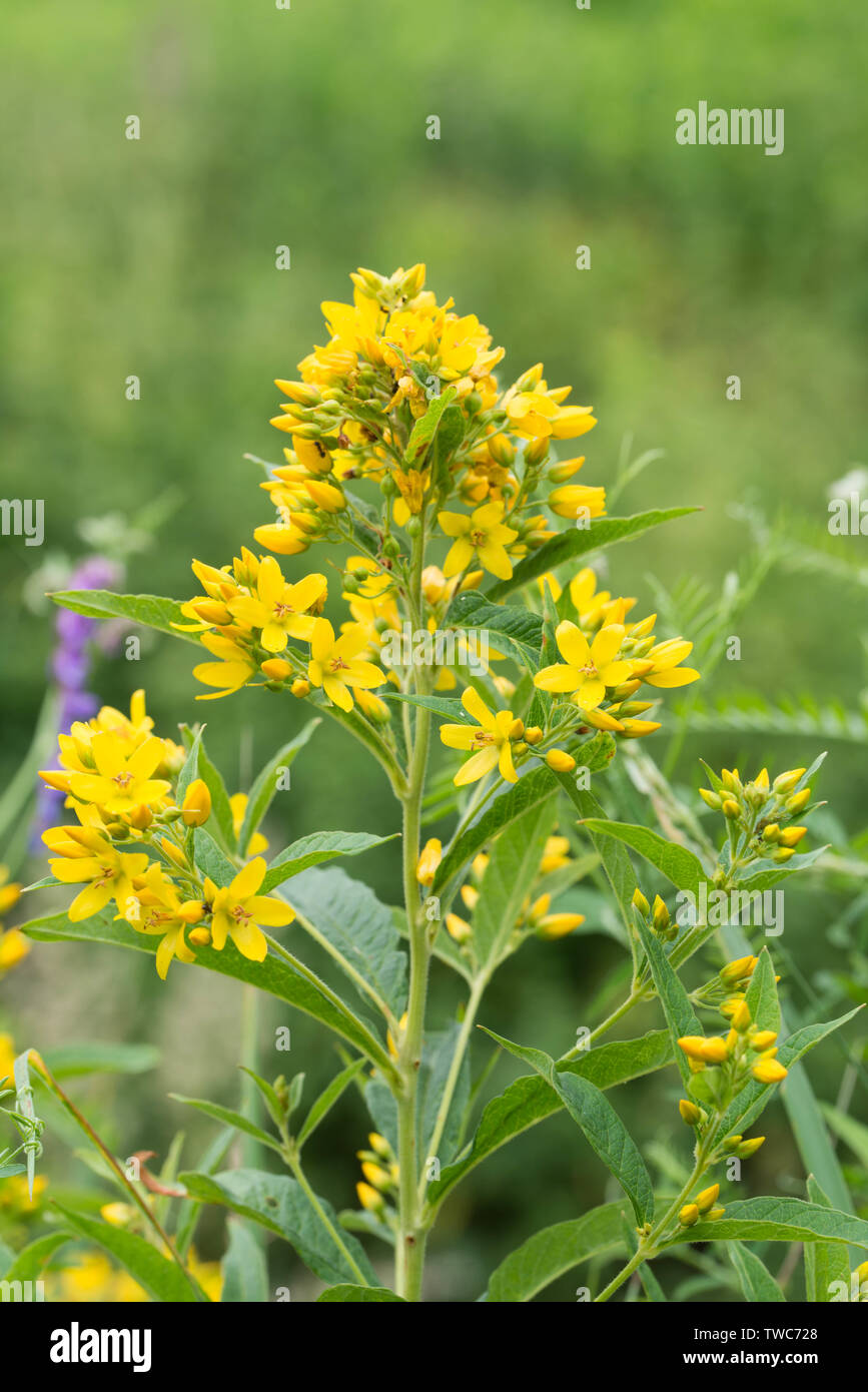 Lysimachia vulgaris, yellow loosestrife, garden loosestrife yellow ...