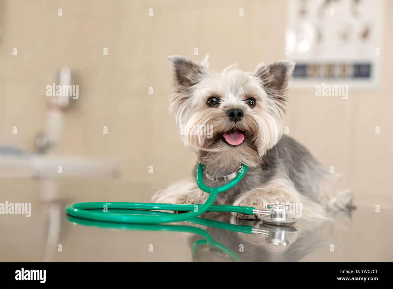 Dog breed Yorkshire terrier lies next to a stethoscope on a metal table ...