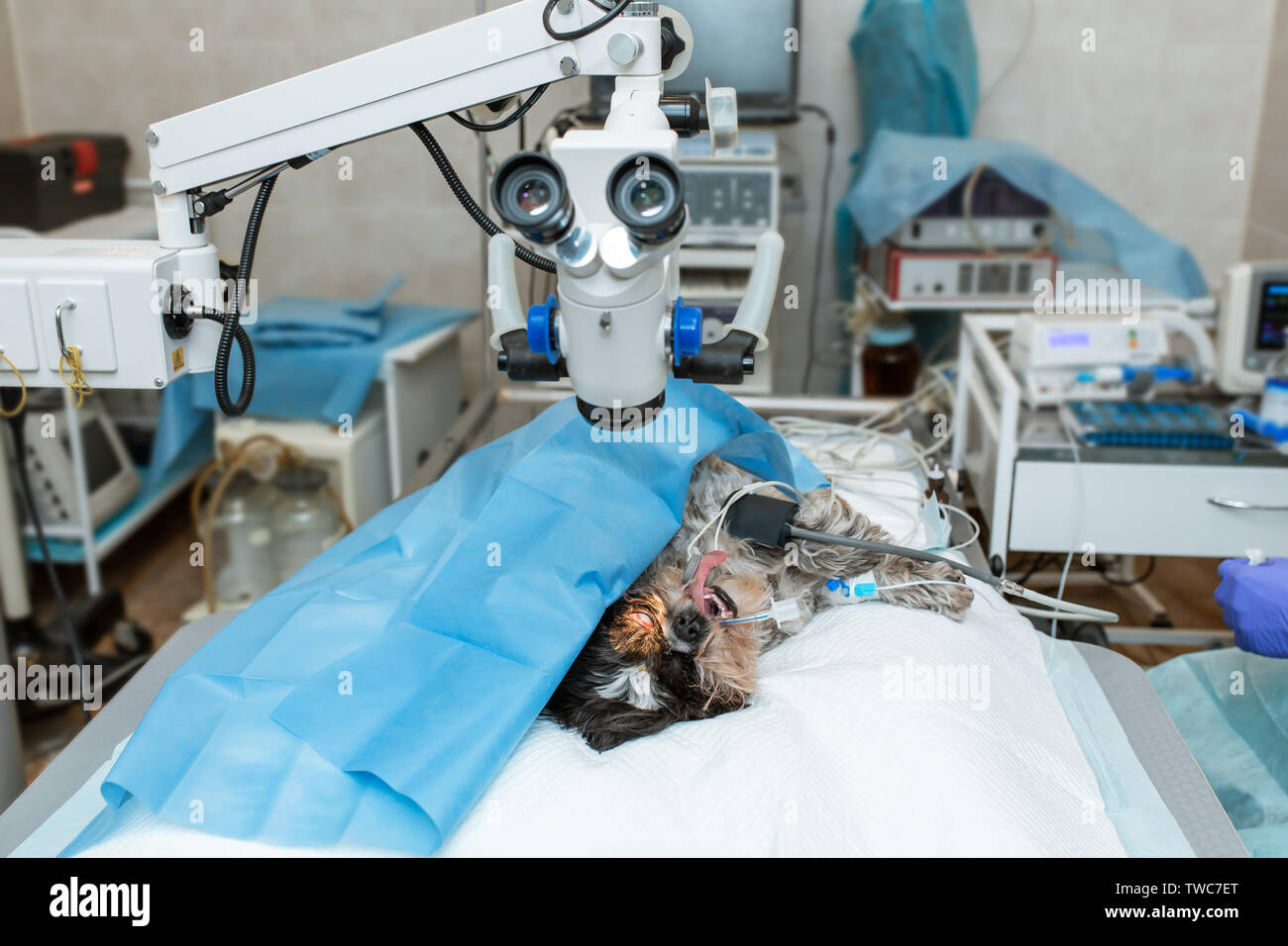 Dog under anesthesia lie on operating table in operating room. Dog ...