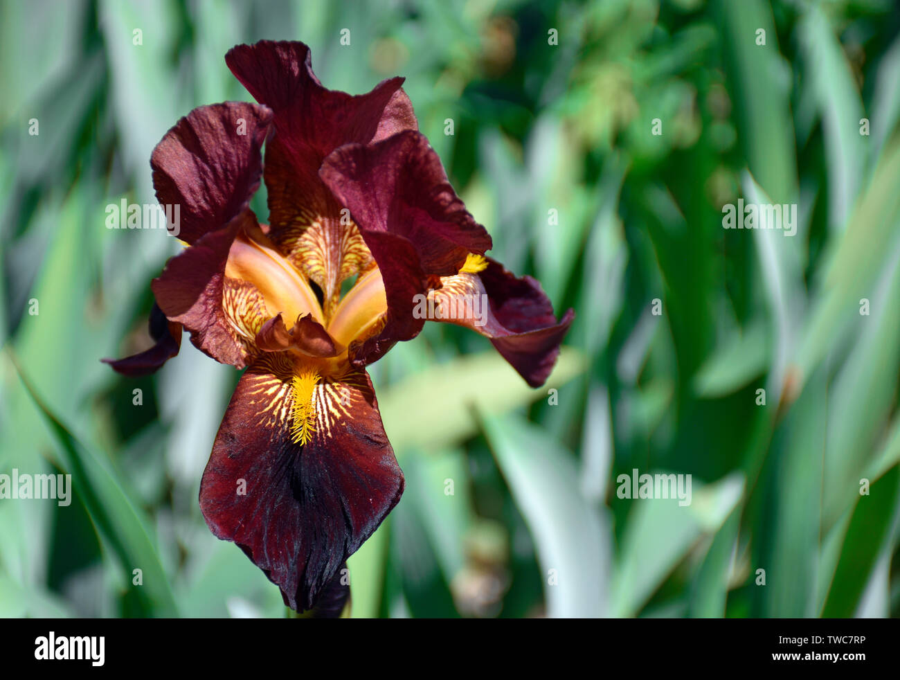 Bearded and Variegated Giant Iris Stock Photo - Alamy