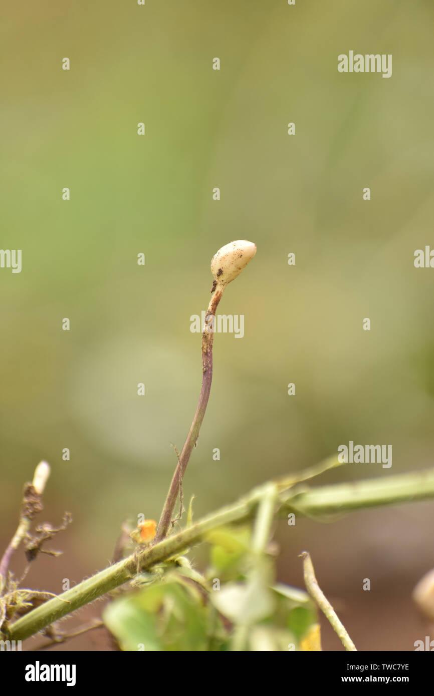 Groundnut seedlings coming out of soil hi-res stock photography and ...
