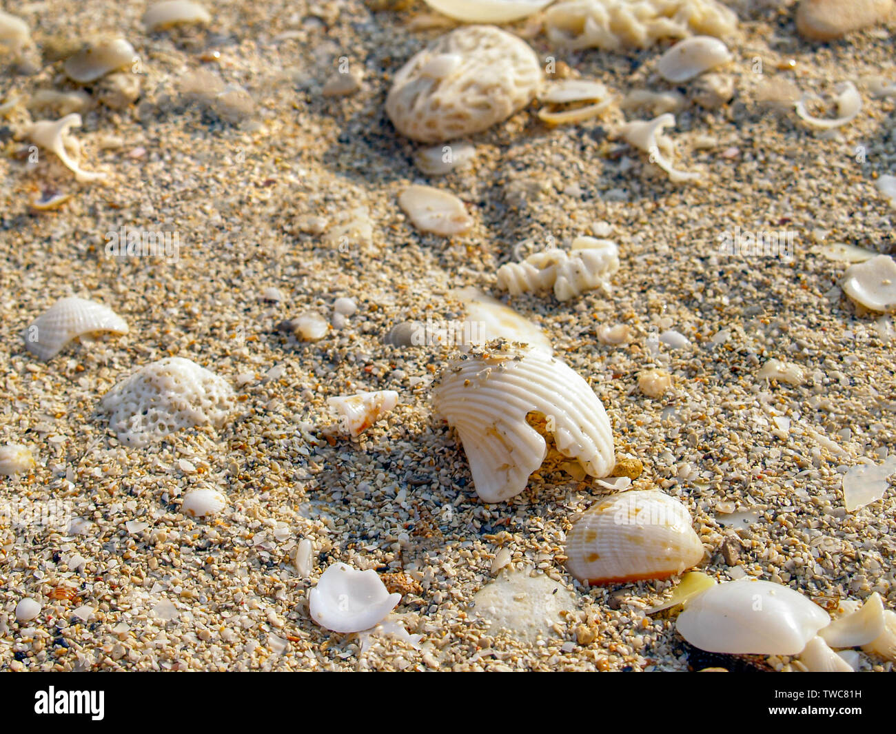Pieces of seashells on the sand on a hot sunny day Stock Photo - Alamy