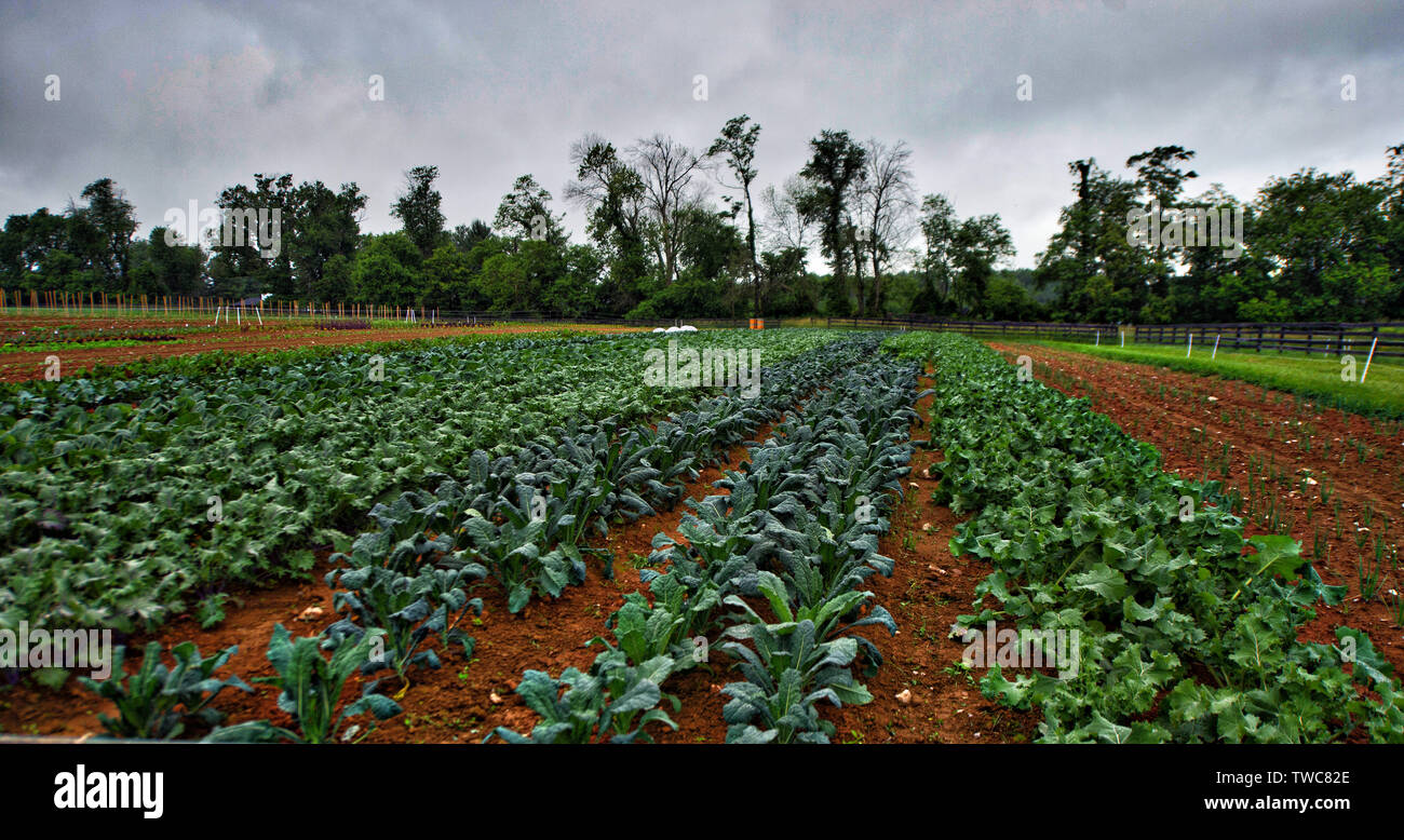 UNITED STATES - May 29, 2017: Kasey Clark and his wife Tonya Taylor, co ...
