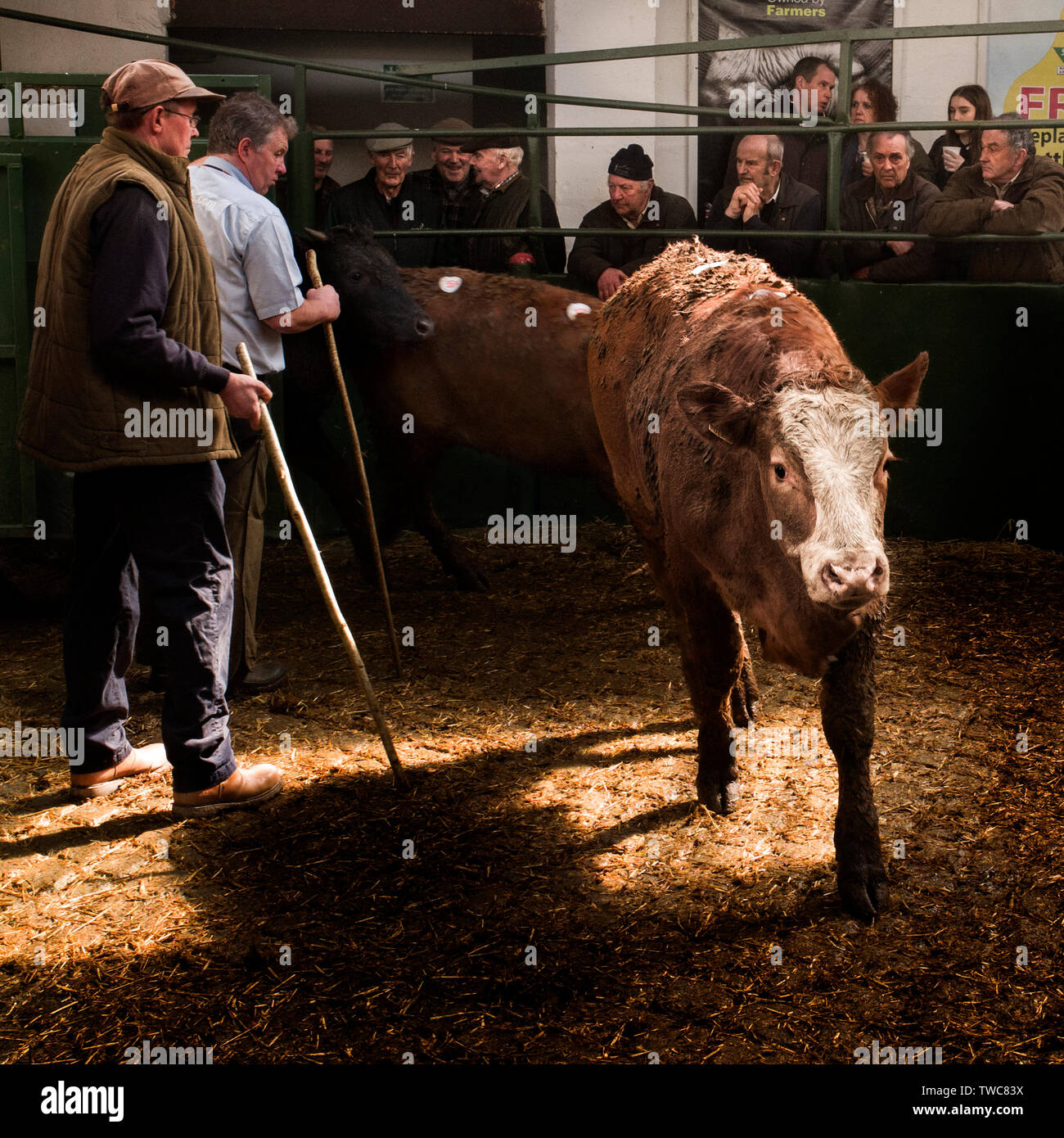 Cornish cattle and livestock market, Kivells Hallworthy Stockyard Stock ...