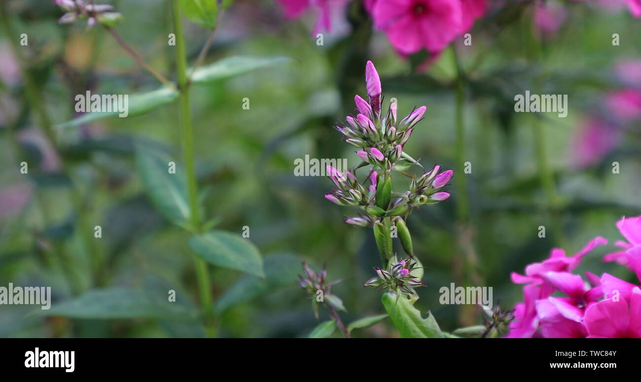 Unblown hi-res stock photography and images - Alamy