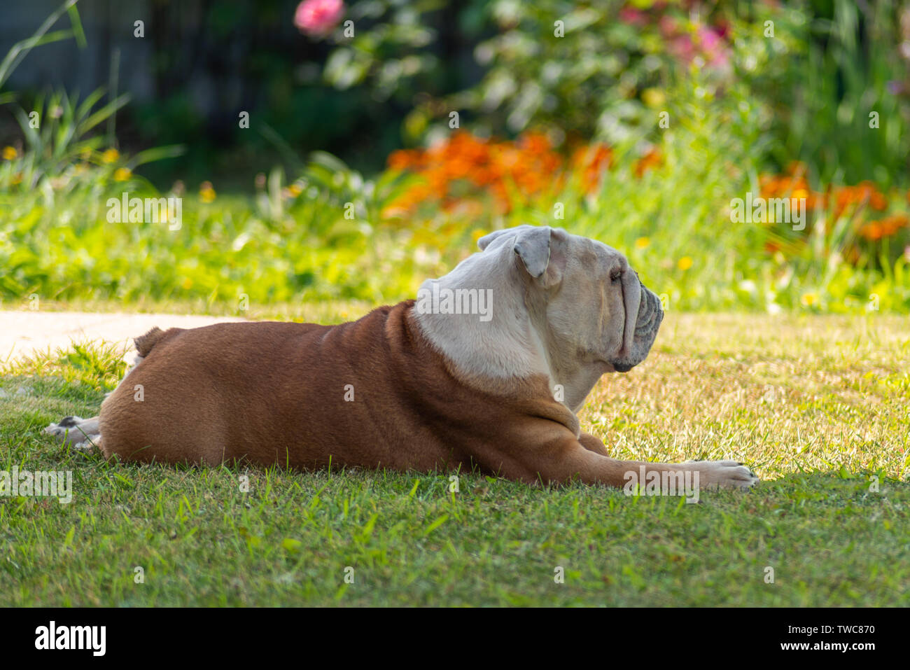A powerful elderly male English Bulldog with a deadpan look will come ...