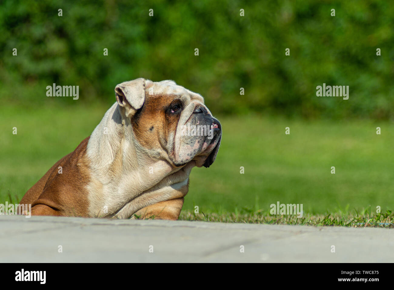 Powerful elderly English Bulldog male lying on the grass with a ...