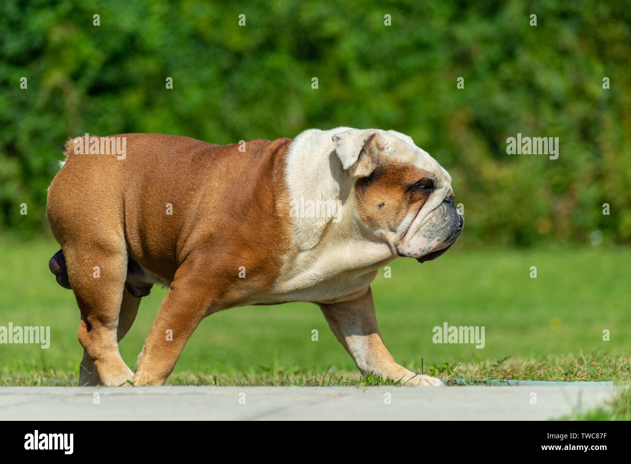 Powerful elderly male English Bulldog is walking slowly, squinting in ...