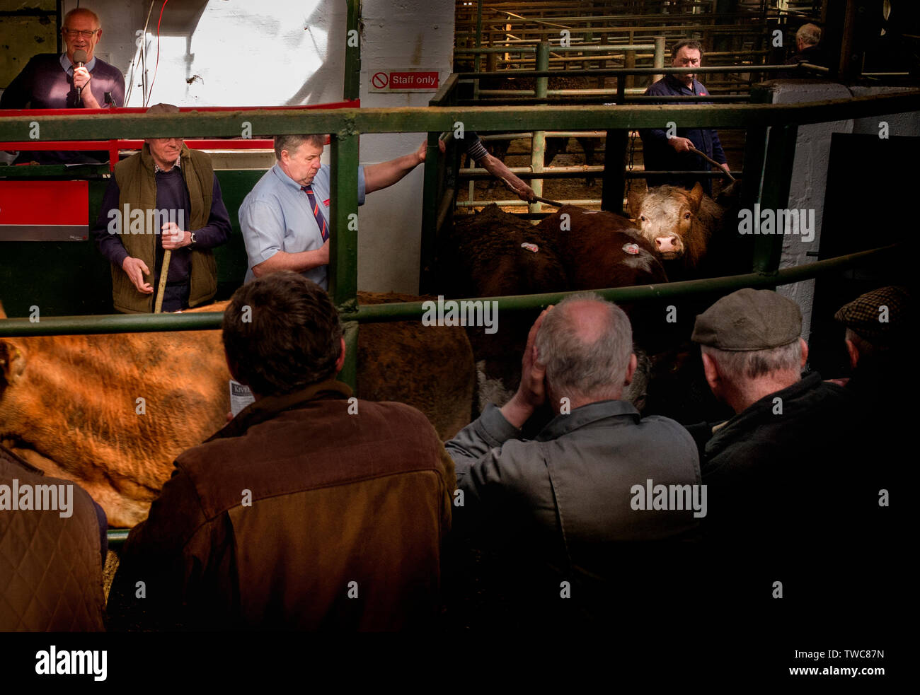 Cornish cattle and livestock market, Kivells Hallworthy Stockyard Stock ...