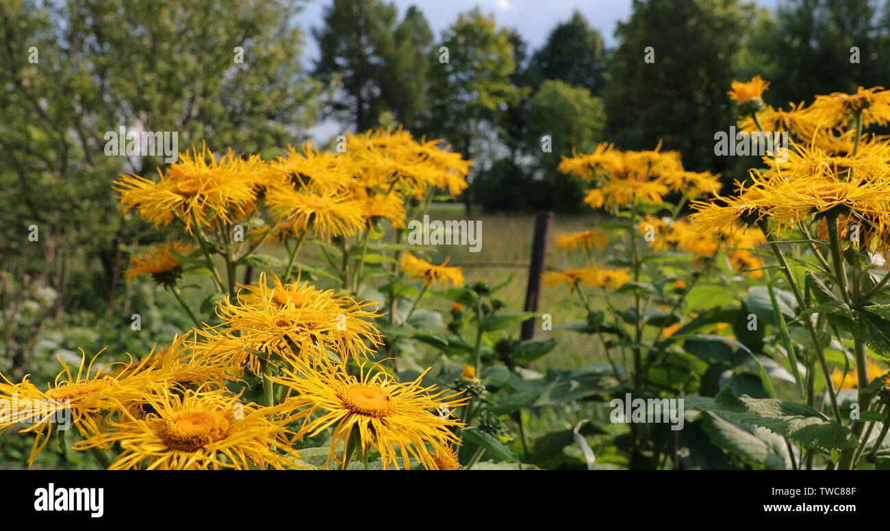 yellow flowers in the yard in the summer Stock Photo - Alamy