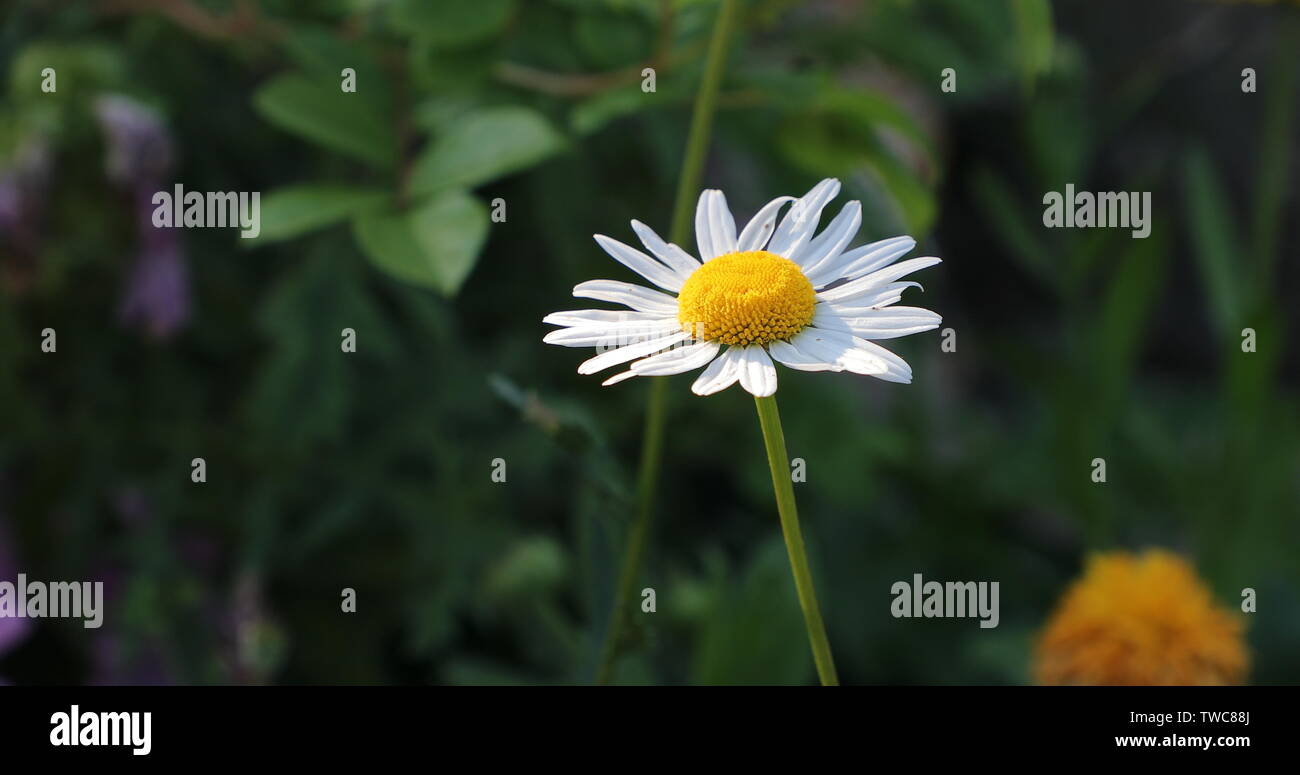 lonely daisy in the yard in the summer Stock Photo - Alamy