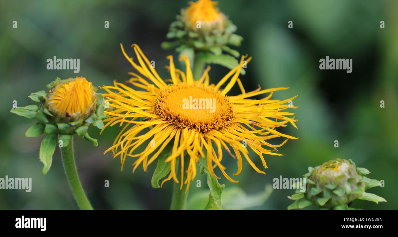 yellow flowers in the yard in the summer Stock Photo - Alamy