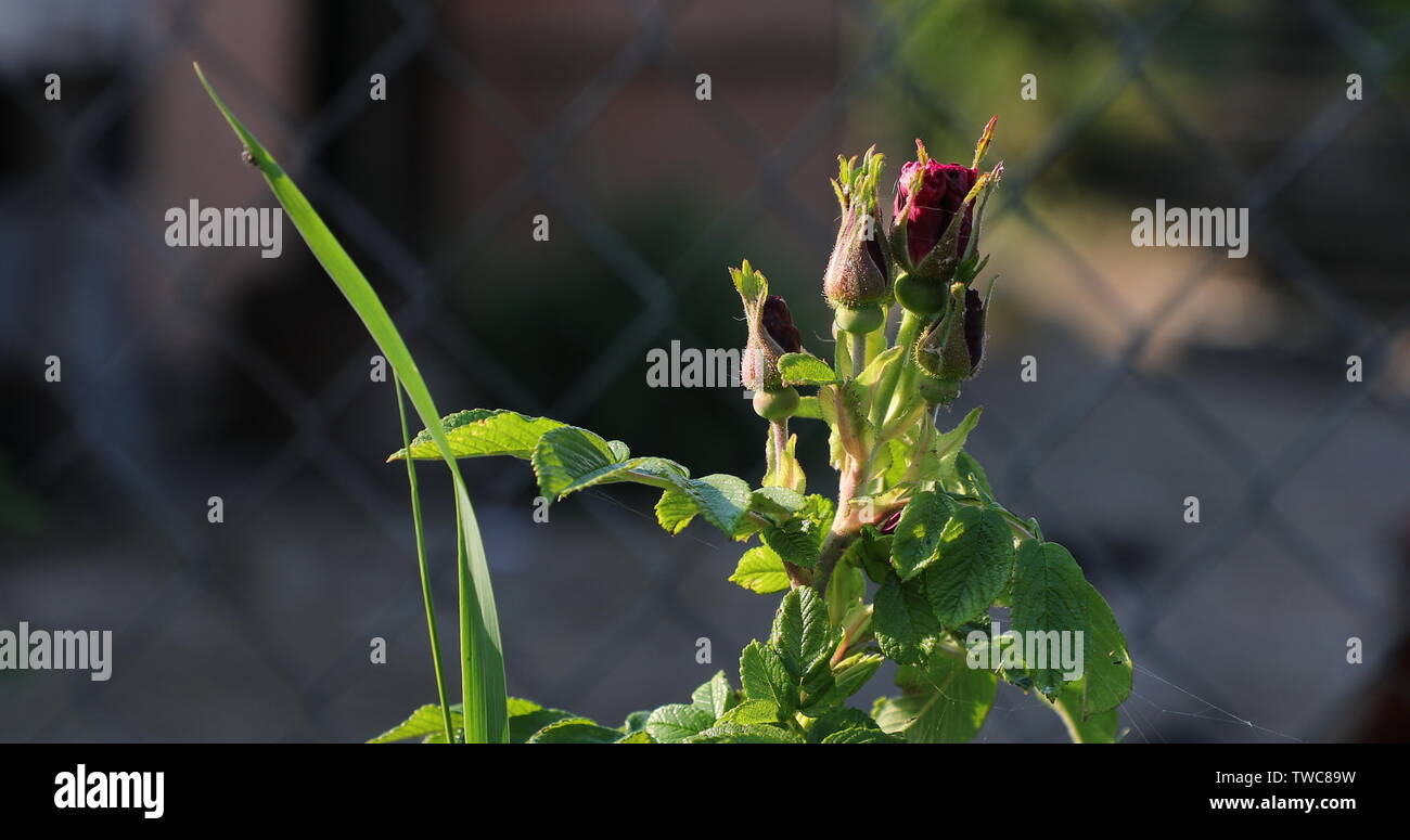 Unblown hi-res stock photography and images - Alamy