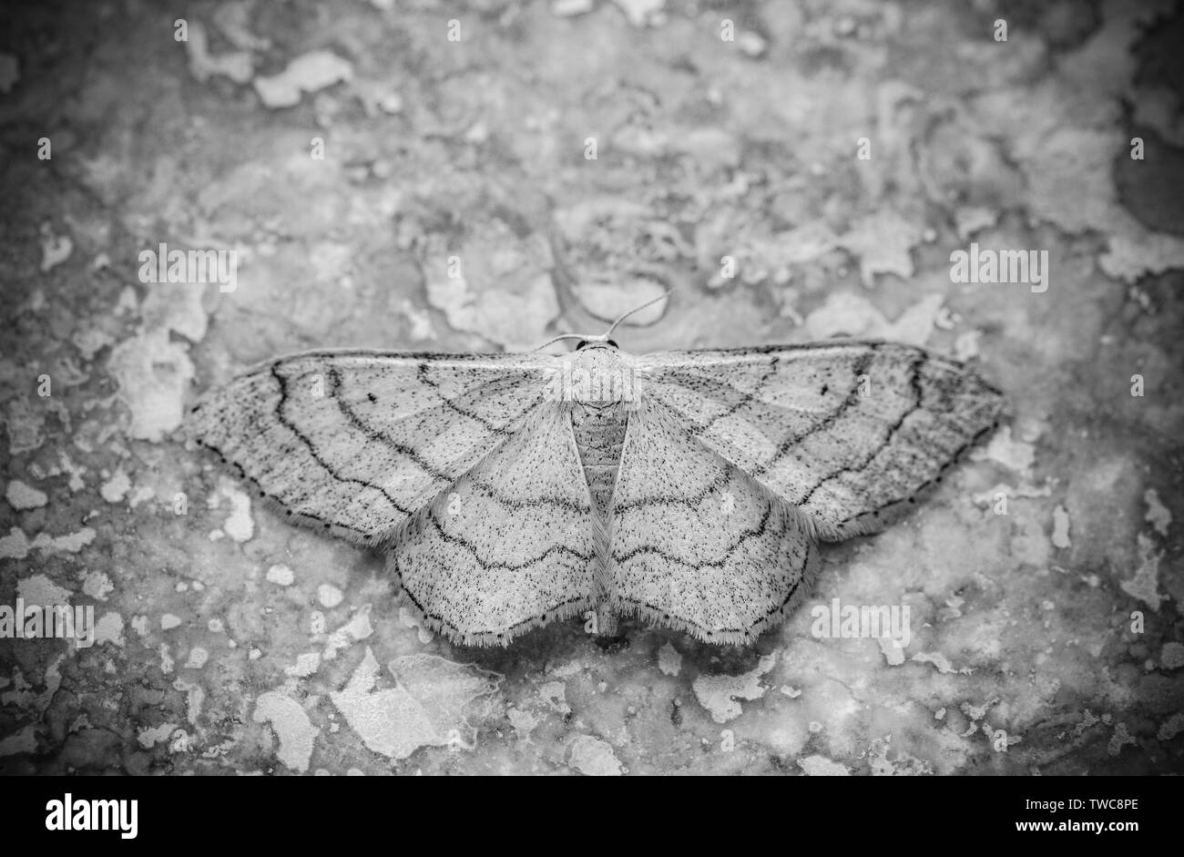 Moth patterns Black and White Stock Photos & Images - Alamy