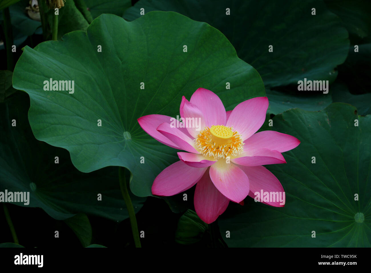 Lily tropical summer gardens in foreign countries bloom hi-res stock ...