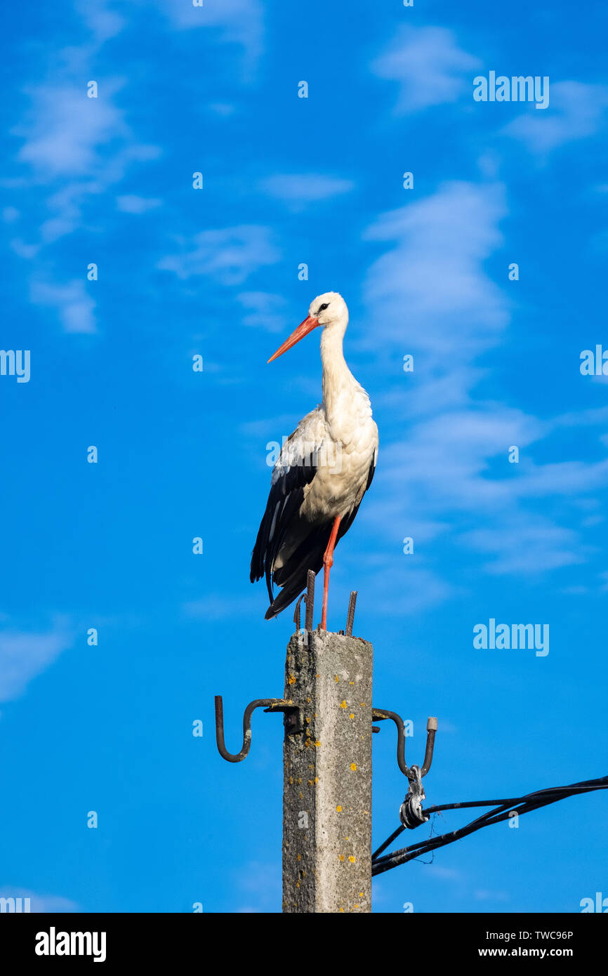 Stork sitting on top of a pillar Stock Photo - Alamy