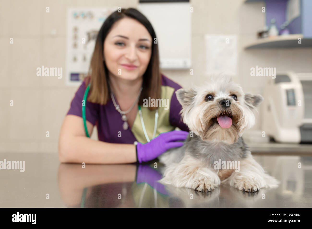Beautiful brunette doctor vet examines a small cute dog breed Yorkshire ...