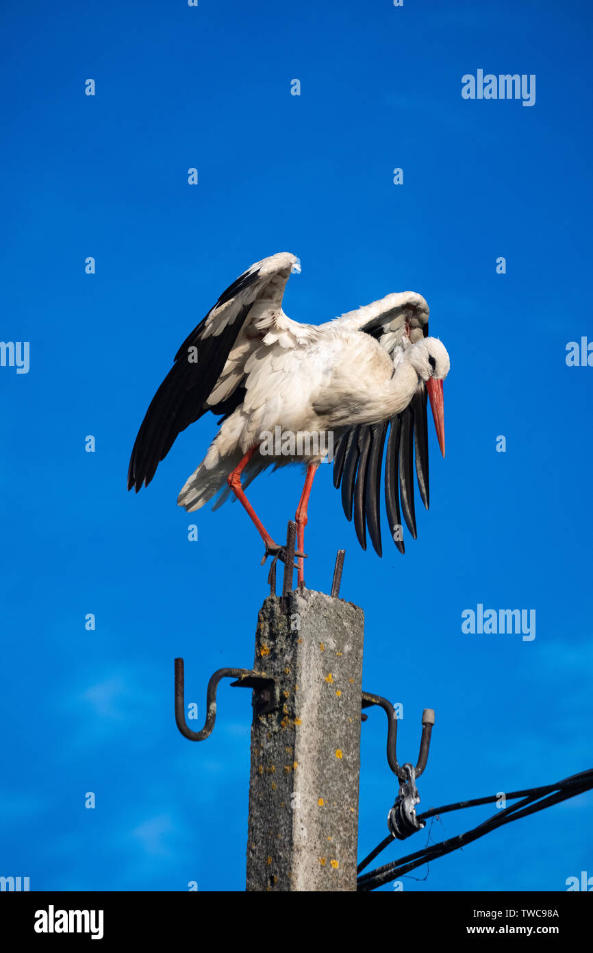 Stork sitting on top of a pillar Stock Photo - Alamy