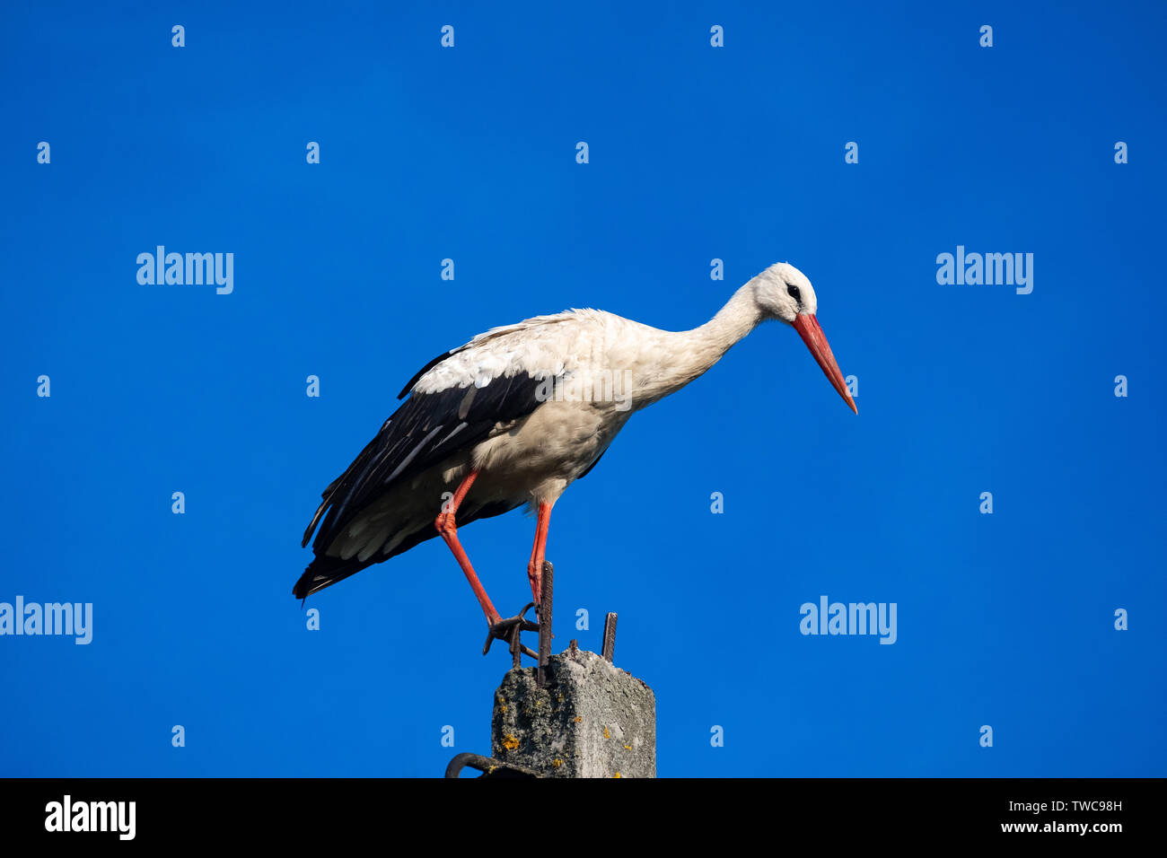 Stork sitting on top of a pillar Stock Photo - Alamy