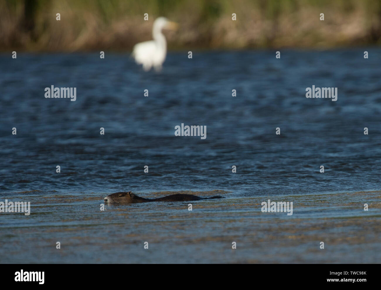 UNITED STATES: June 23, 2017: A nutria swims across the north pond on ...