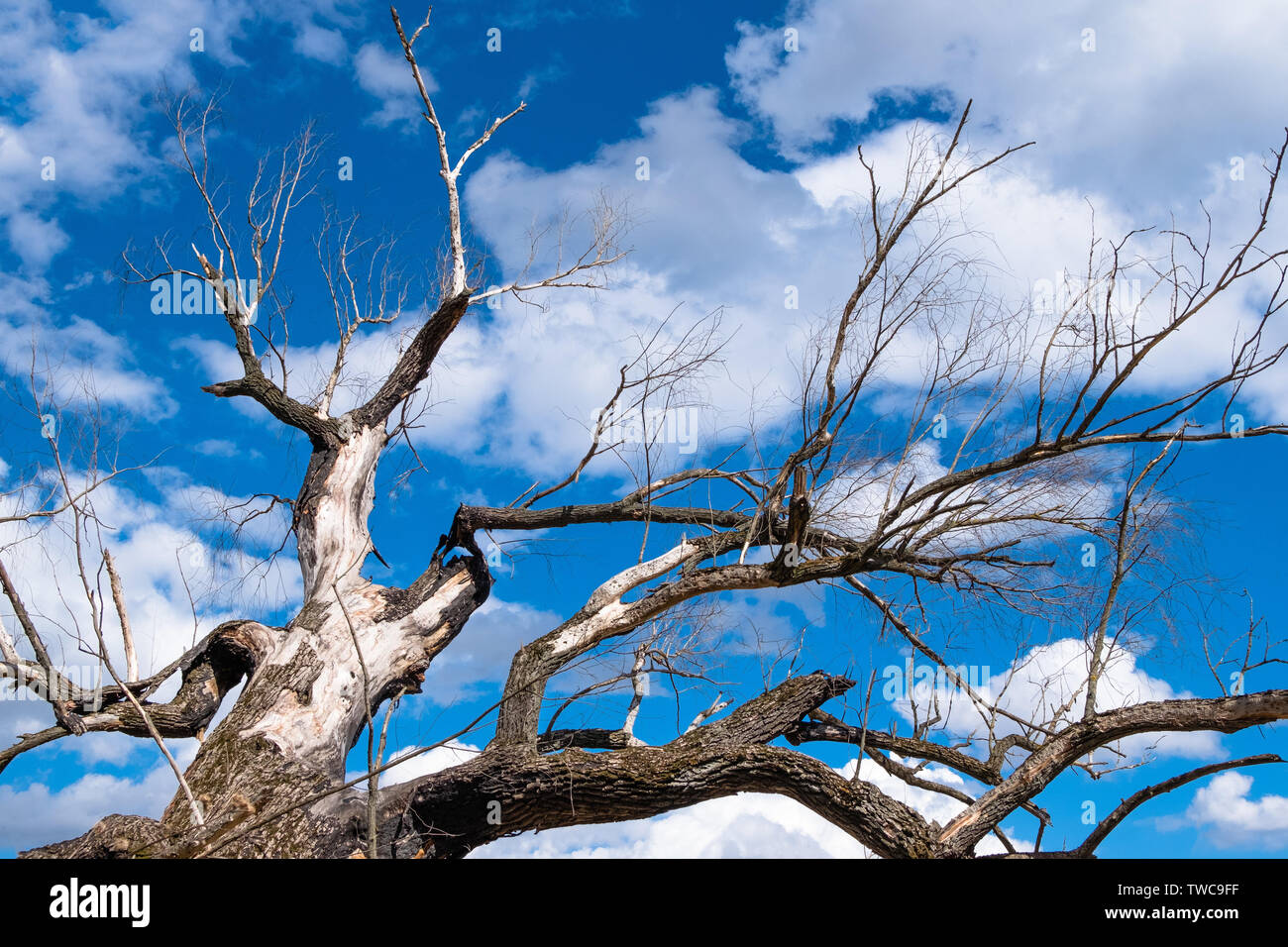 An old large dead tree stretches its branches as if it were as if with ...