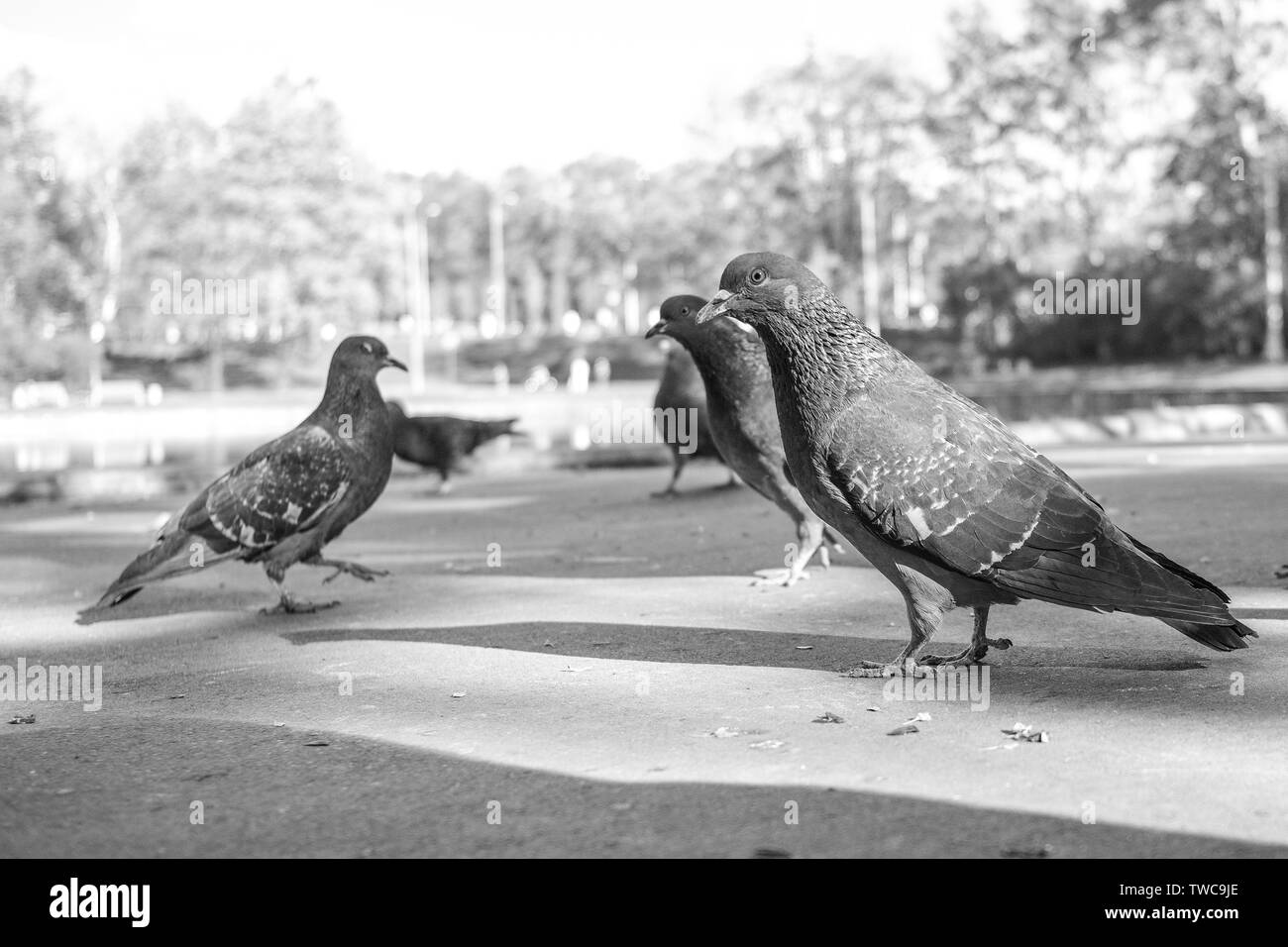 Black street dove Black and White Stock Photos & Images - Alamy