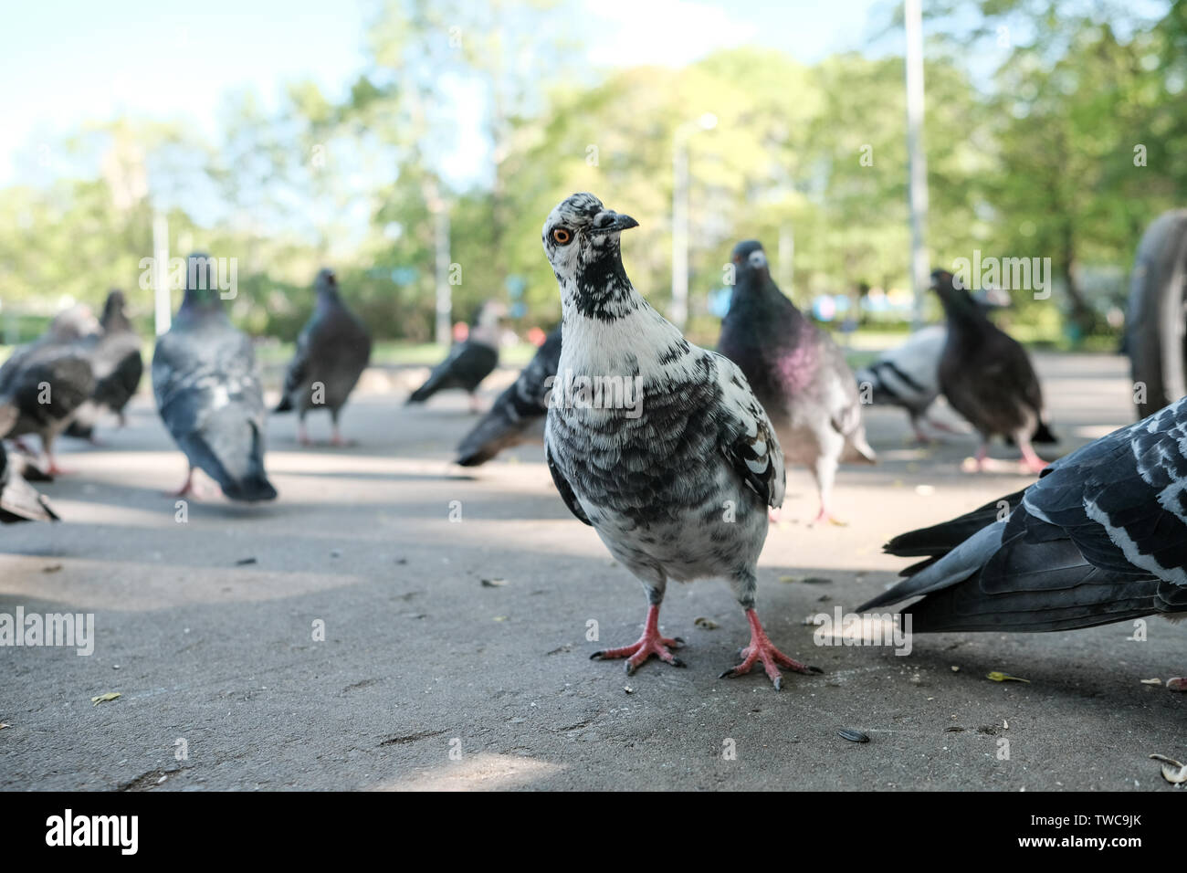 Pigeons on the sunny city street eat bread Stock Photo - Alamy