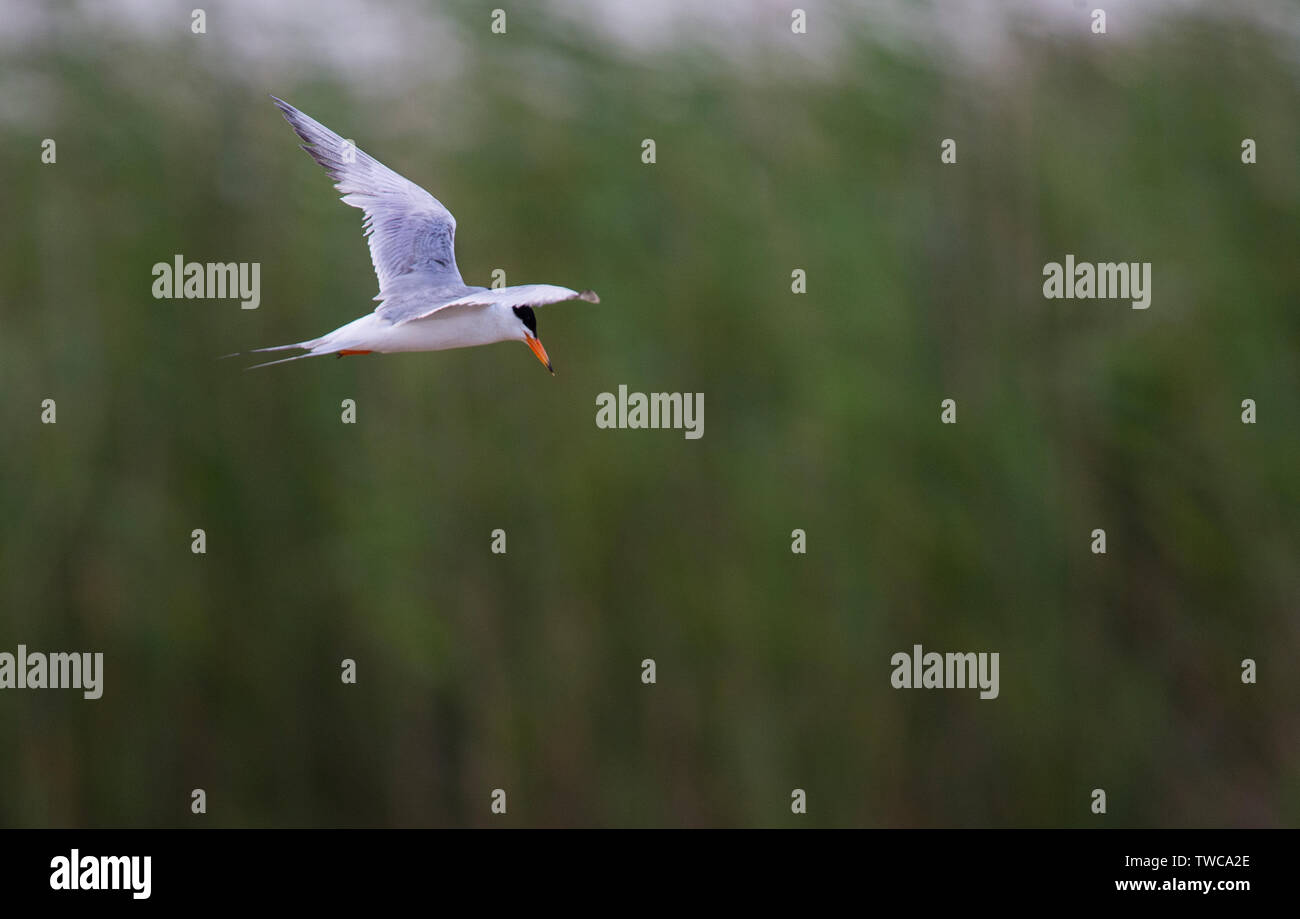 UNITED STATES: June 19, 2017: A common tern hunts in the salt marshes ...