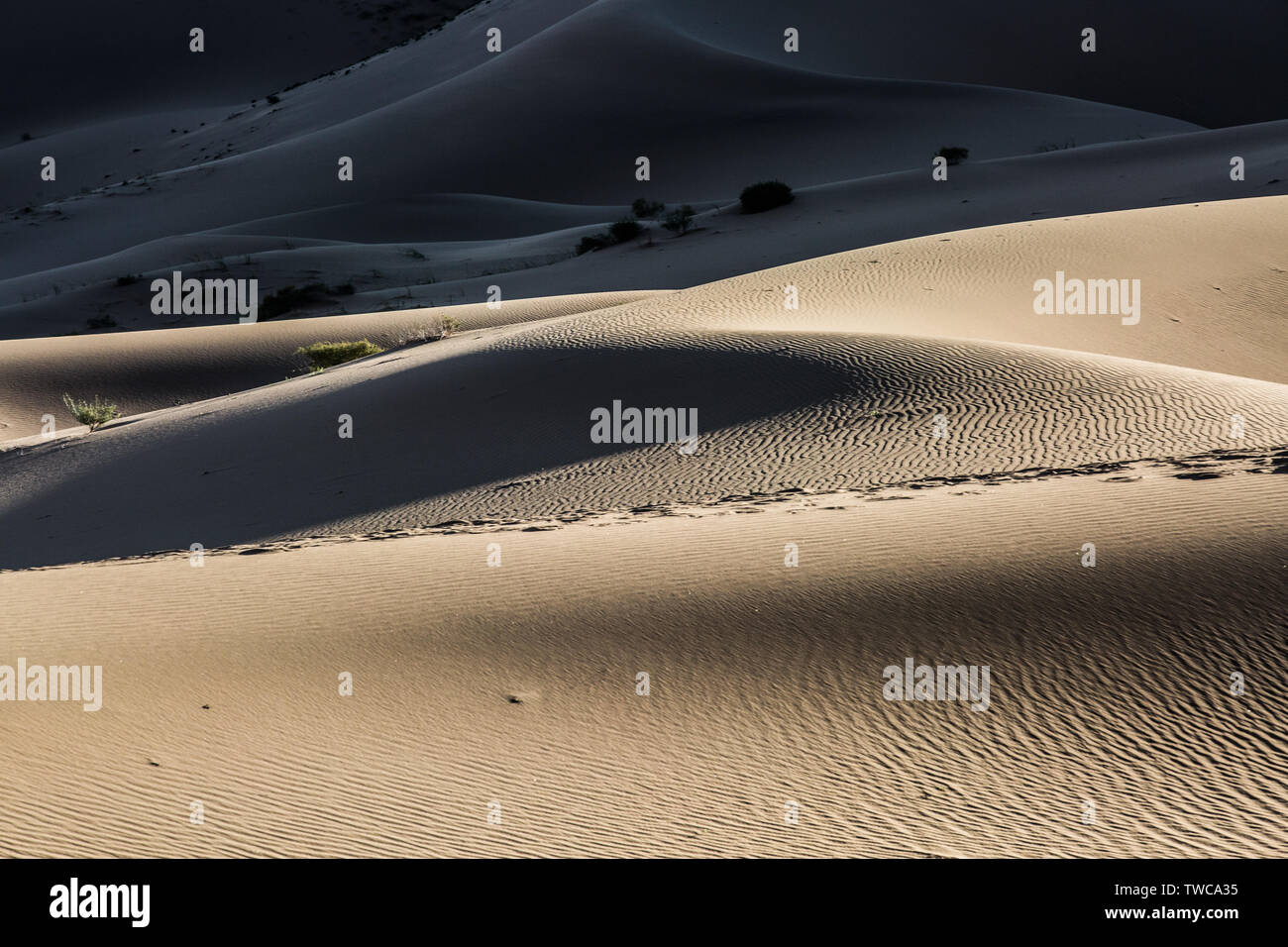 badan jeering desert Stock Photo - Alamy