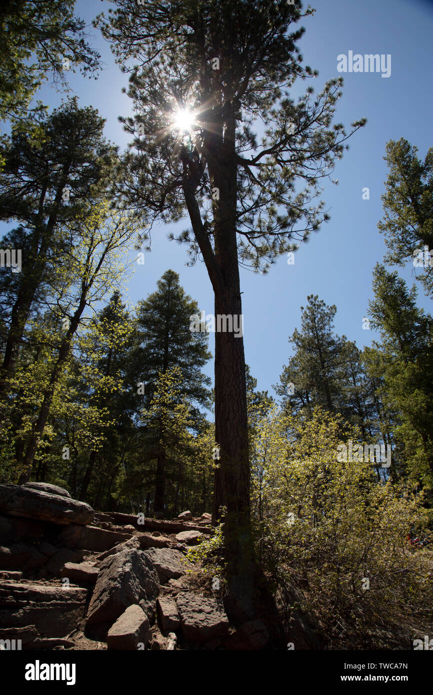 Sun shining through a tree Stock Photo - Alamy