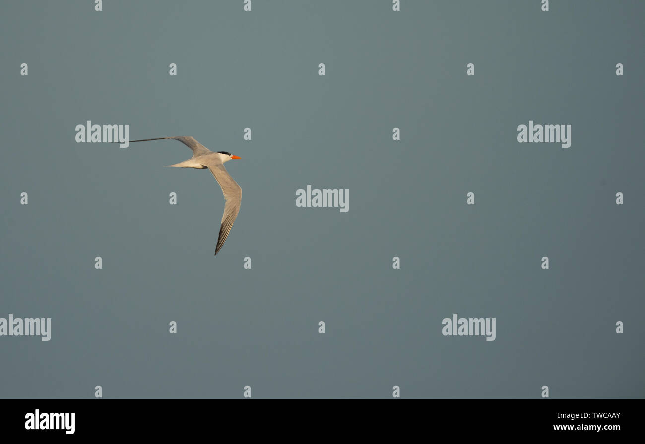 UNITED STATES: June 19, 2017: A common tern hunts in the salt marshes ...