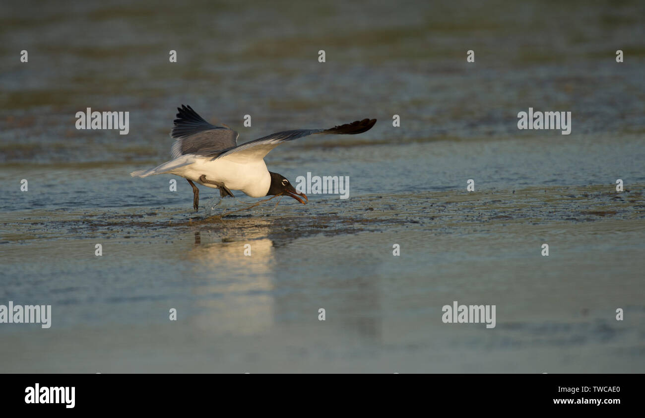 UNITED STATES: June 19, 2017: Laughing Gull :: Larus atricilla, takes a ...