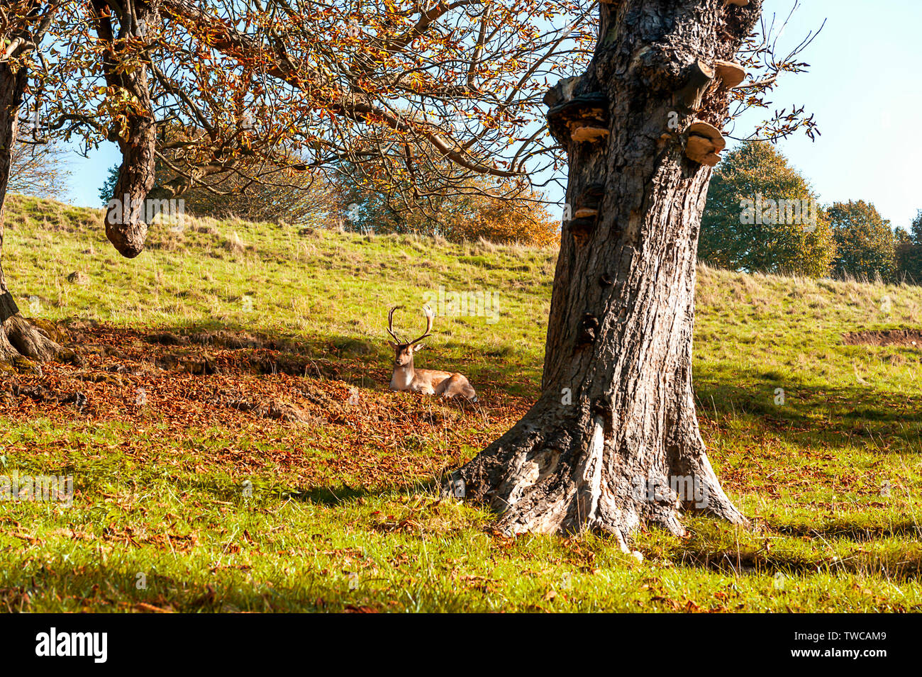 The wild animals - photo has been taken in natural scenery Stock Photo ...