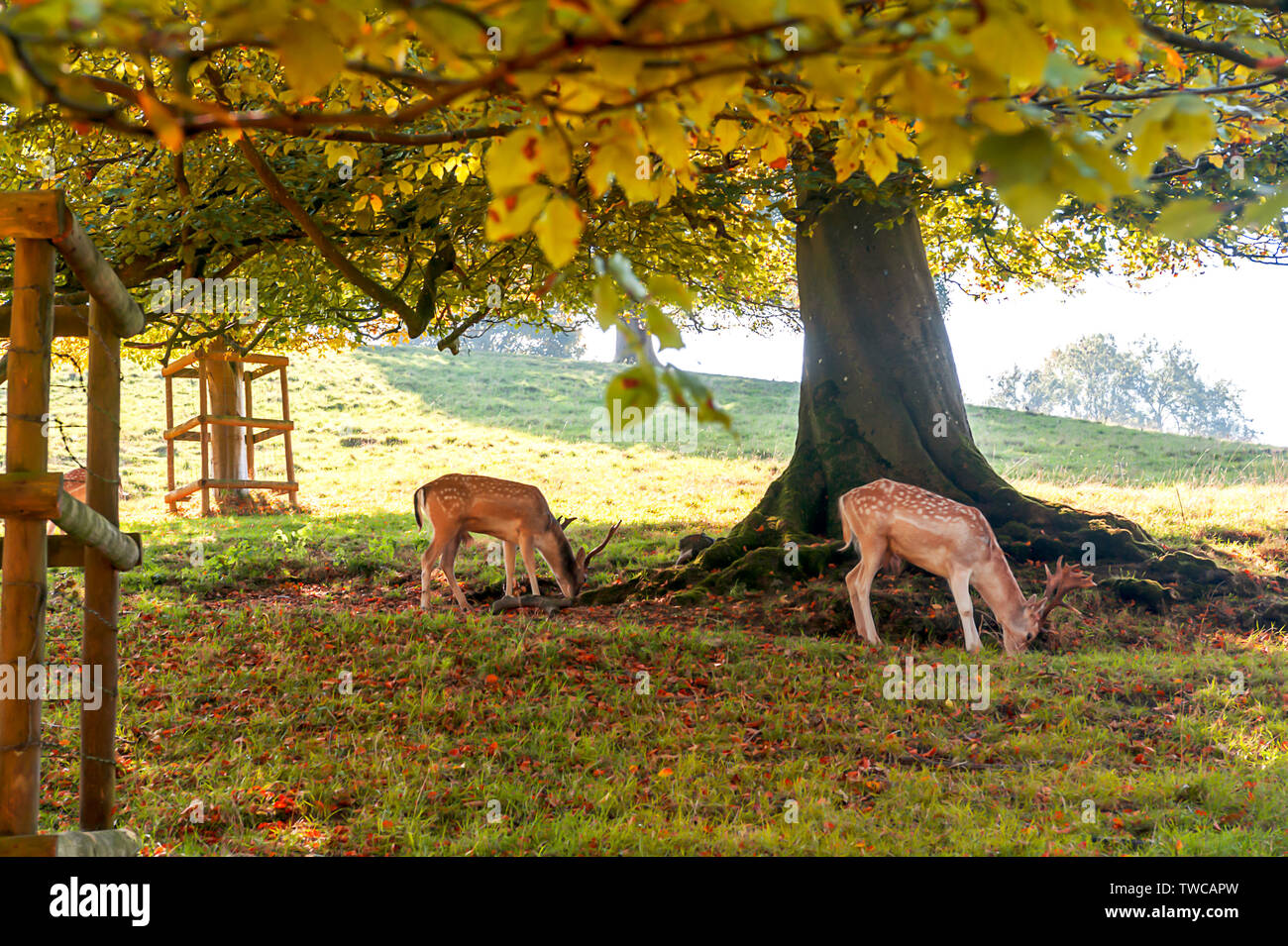 The wild animals - photo has been taken in natural scenery Stock Photo ...