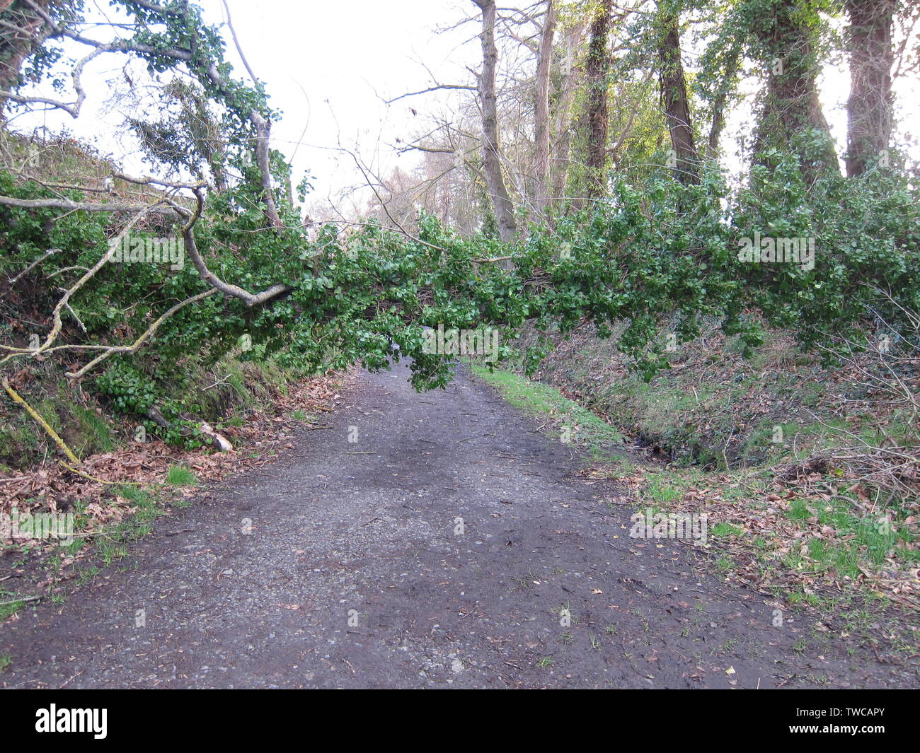 fallen tree barring a path Stock Photo - Alamy