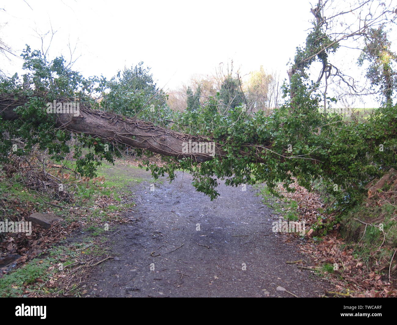 fallen tree barring a path Stock Photo - Alamy
