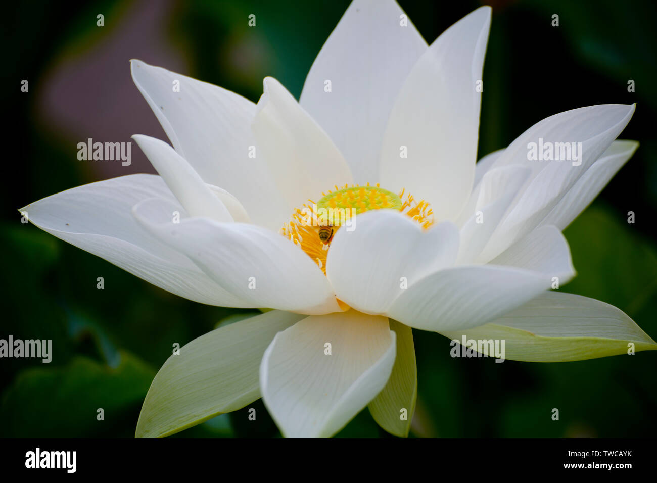A set of creative pictures of lotus flowers Stock Photo - Alamy