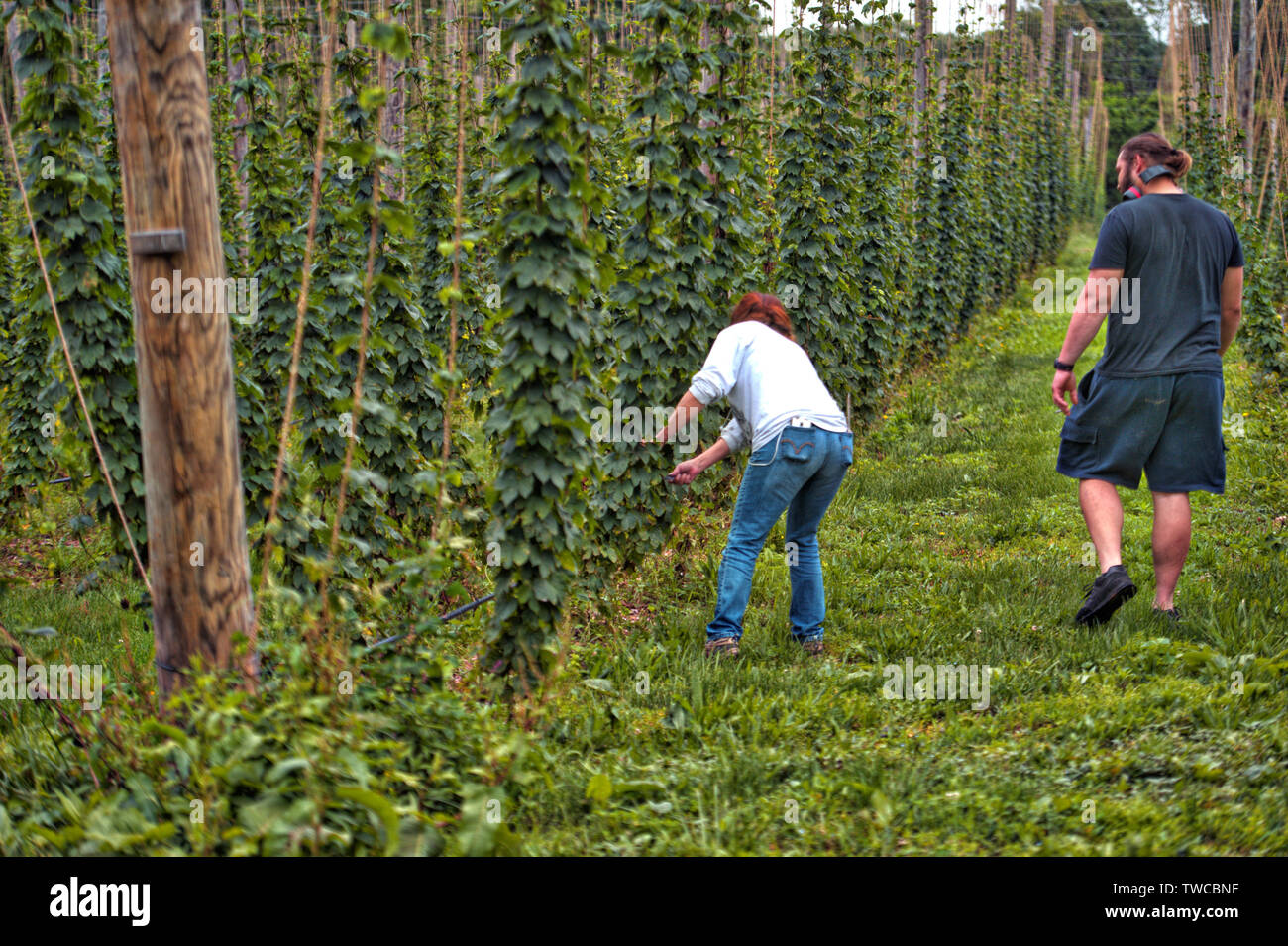 Dragon hops farm hi-res stock photography and images - Alamy