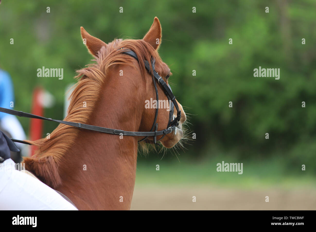 Head shot portrait close up of a young horse on show jumping event ...
