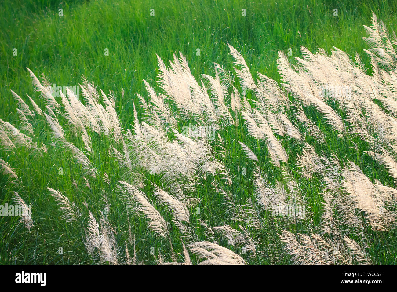 Photographer: Hu Wenkai Stock Photo - Alamy