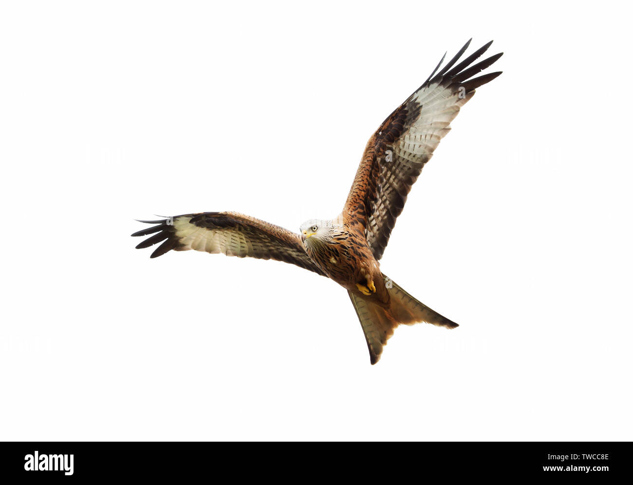 Very large kites Cut Out Stock Images & Pictures - Alamy