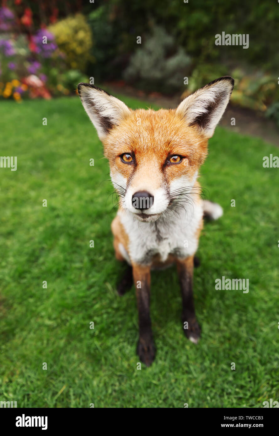 Red fox in summer hi-res stock photography and images - Alamy