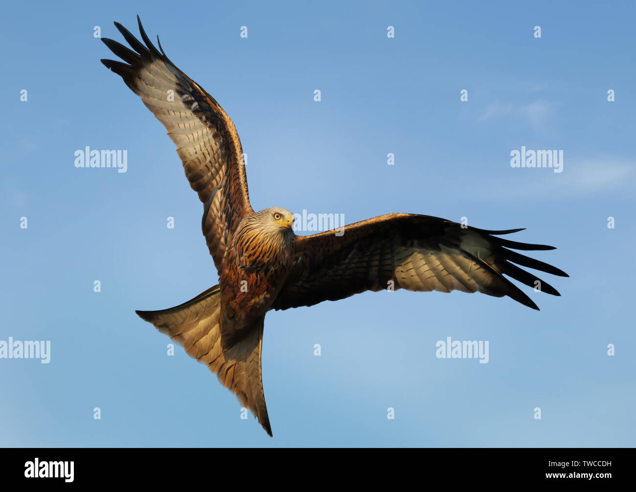 Close up of a Red kite in flight against blue sky, Chilterns ...