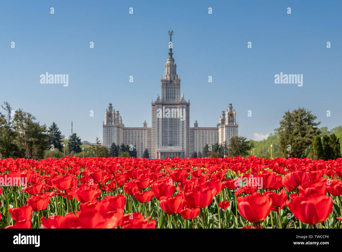 Russia, Moscow - Red tulips in front of the main building of Moscow ...