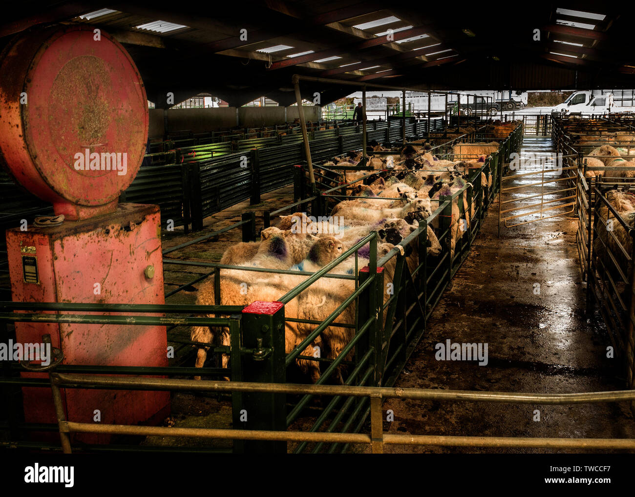 Hallworthy Stockyard, Kivells livestock market Cornwall Stock Photo - Alamy