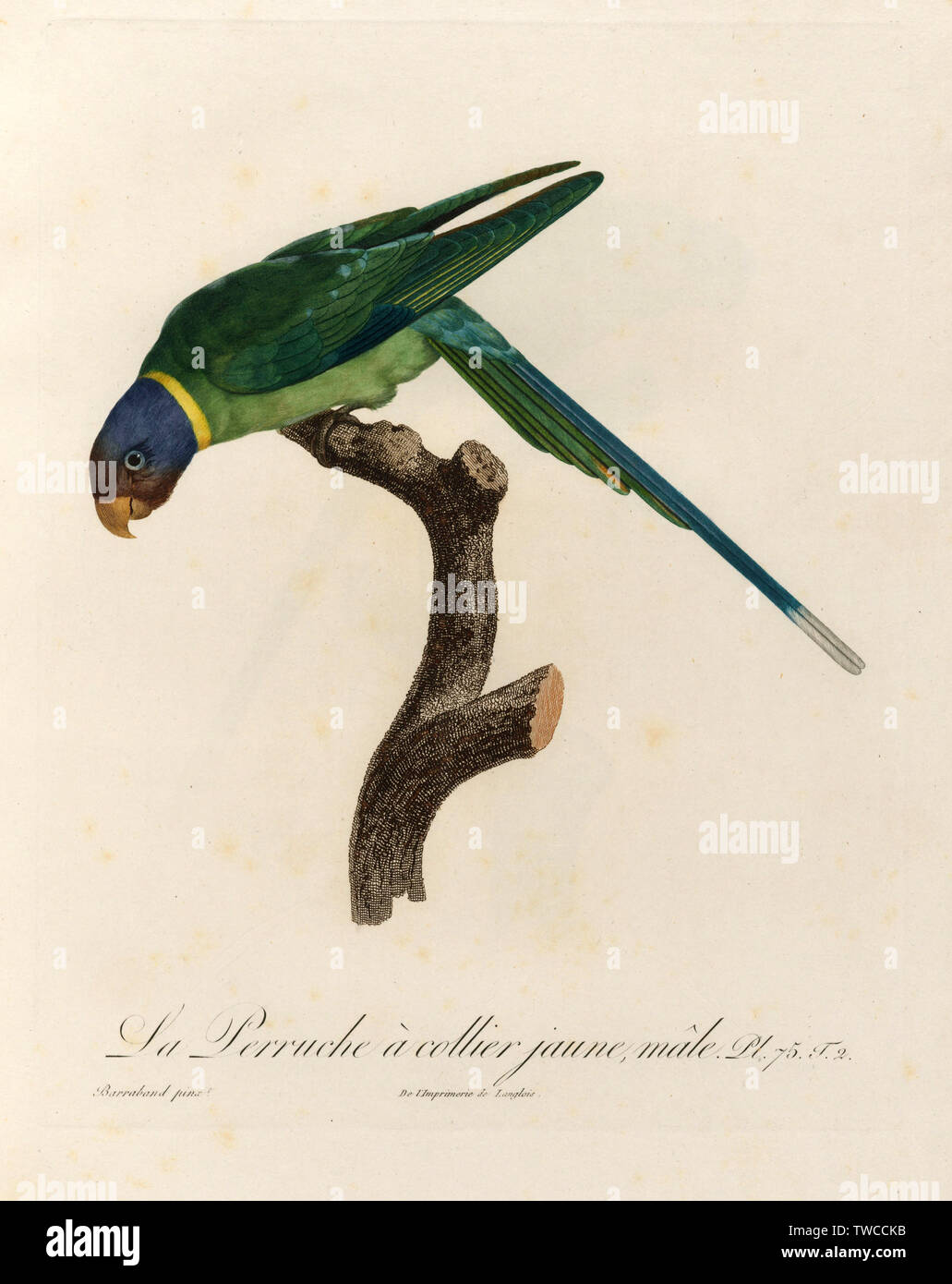 Beautiful vintage hand drawn illustrations of exotic parrots from old ...
