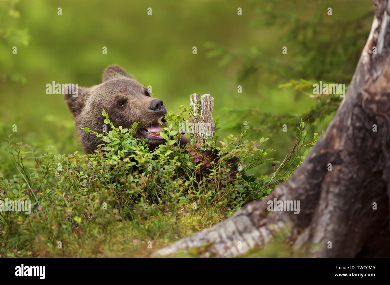 Eurasian brown bear cub eating a blueberry in boreal forest on a sunny ...