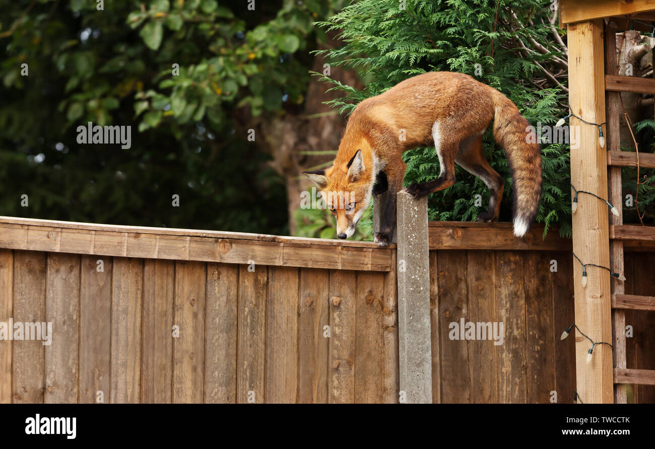 Red fox on fence hi-res stock photography and images - Alamy