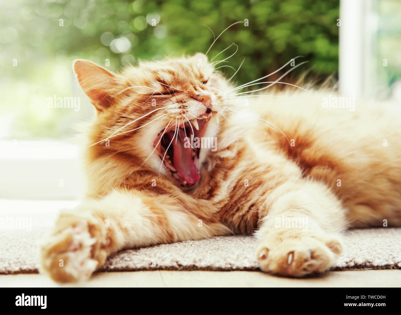 Yawning kitty hi-res stock photography and images - Alamy